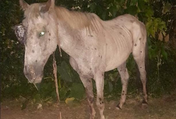 Exitosa operación para "Apalucha" el caballo con un tumor en el ojo ...