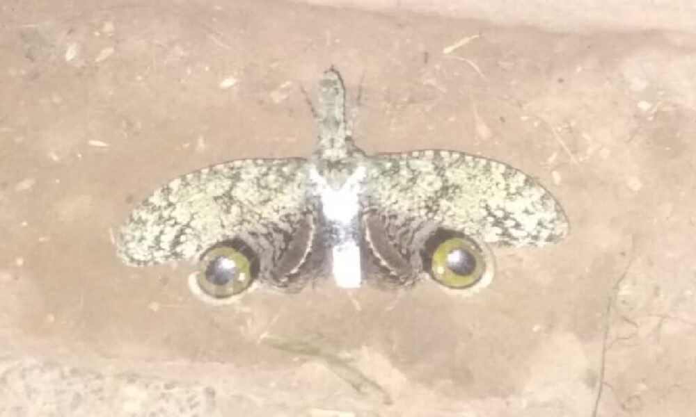 ¿Qué ocurre si te pica una mariposa caimán? La leyenda que asusta a ...