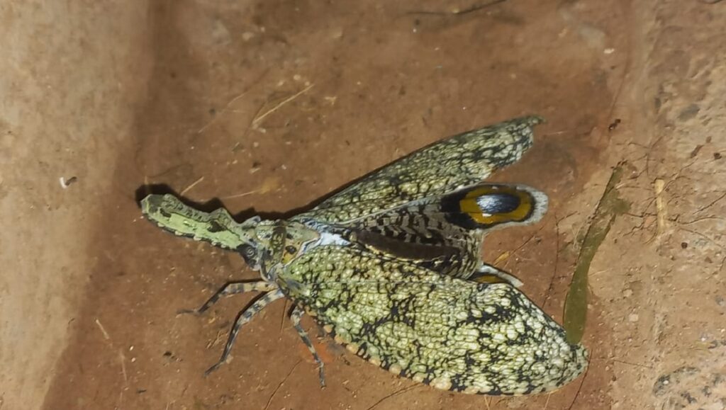 ¿Qué ocurre si te pica una mariposa caimán? La leyenda que asusta a ...
